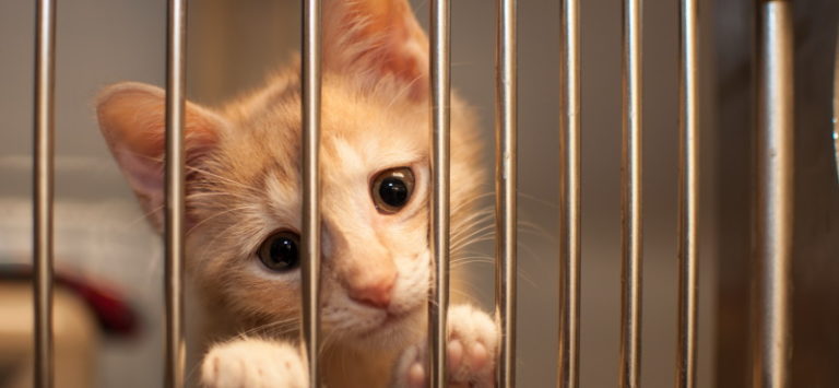 Parmi les cages vides du refuge, il y en avait une : un petit chat ...